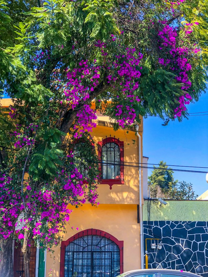 Best Walking Tour of Historic Coyoacán, Mexico City - The Creative ...