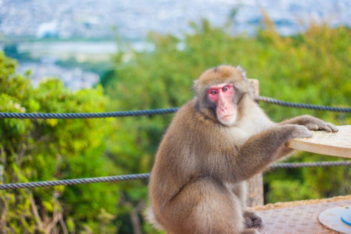 What you Need to Know Before Visiting the Iwatayama Monkey Park in ...