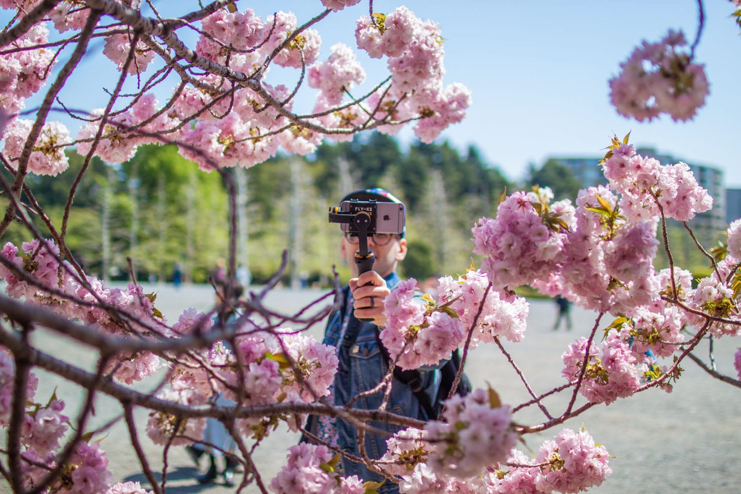 Uncover the Magic of Japan’s Cherry Blossoms: A Hanami Guide to the ...