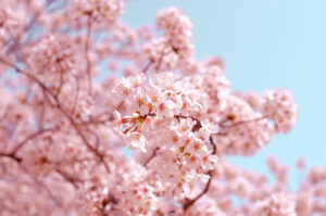 The Beautiful Meaning Behind Japan’s Many Words for Cherry Blossoms ...