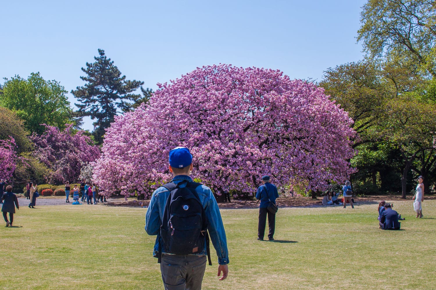 The Beautiful Meaning Behind Japan’s Many Words for Cherry Blossoms ...