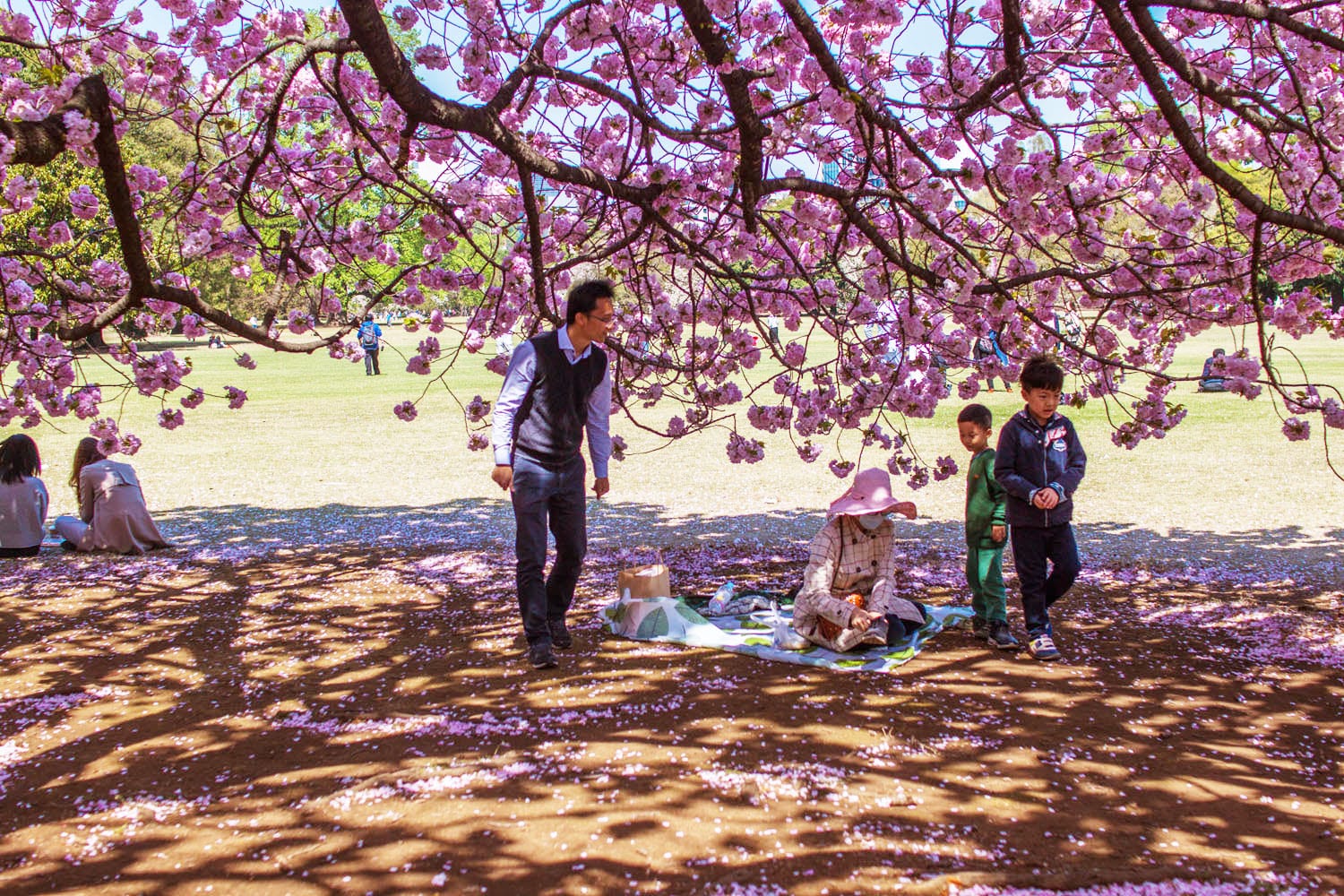 Uncover the Magic of Japan’s Cherry Blossoms: A Hanami Guide to the ...