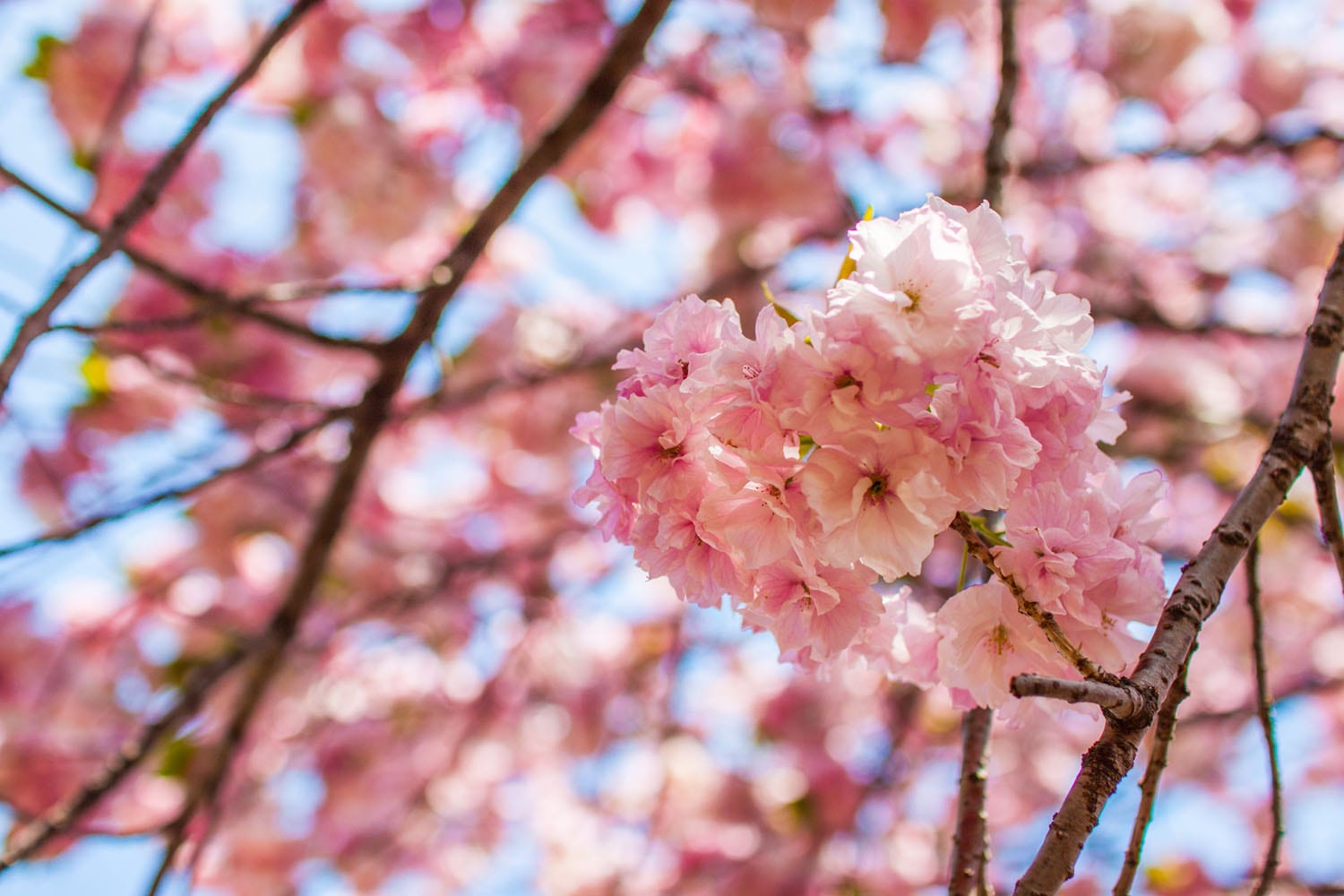 Uncover the Magic of Japan’s Cherry Blossoms: A Hanami Guide to the ...