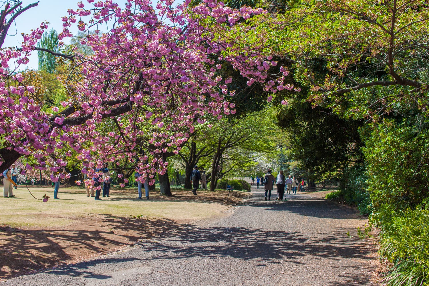 Uncover the Magic of Japan’s Cherry Blossoms: A Hanami Guide to the ...