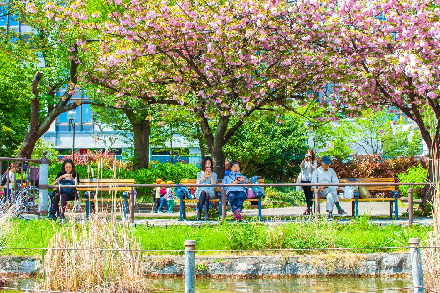 Uncover the Magic of Japan’s Cherry Blossoms: A Hanami Guide to the ...