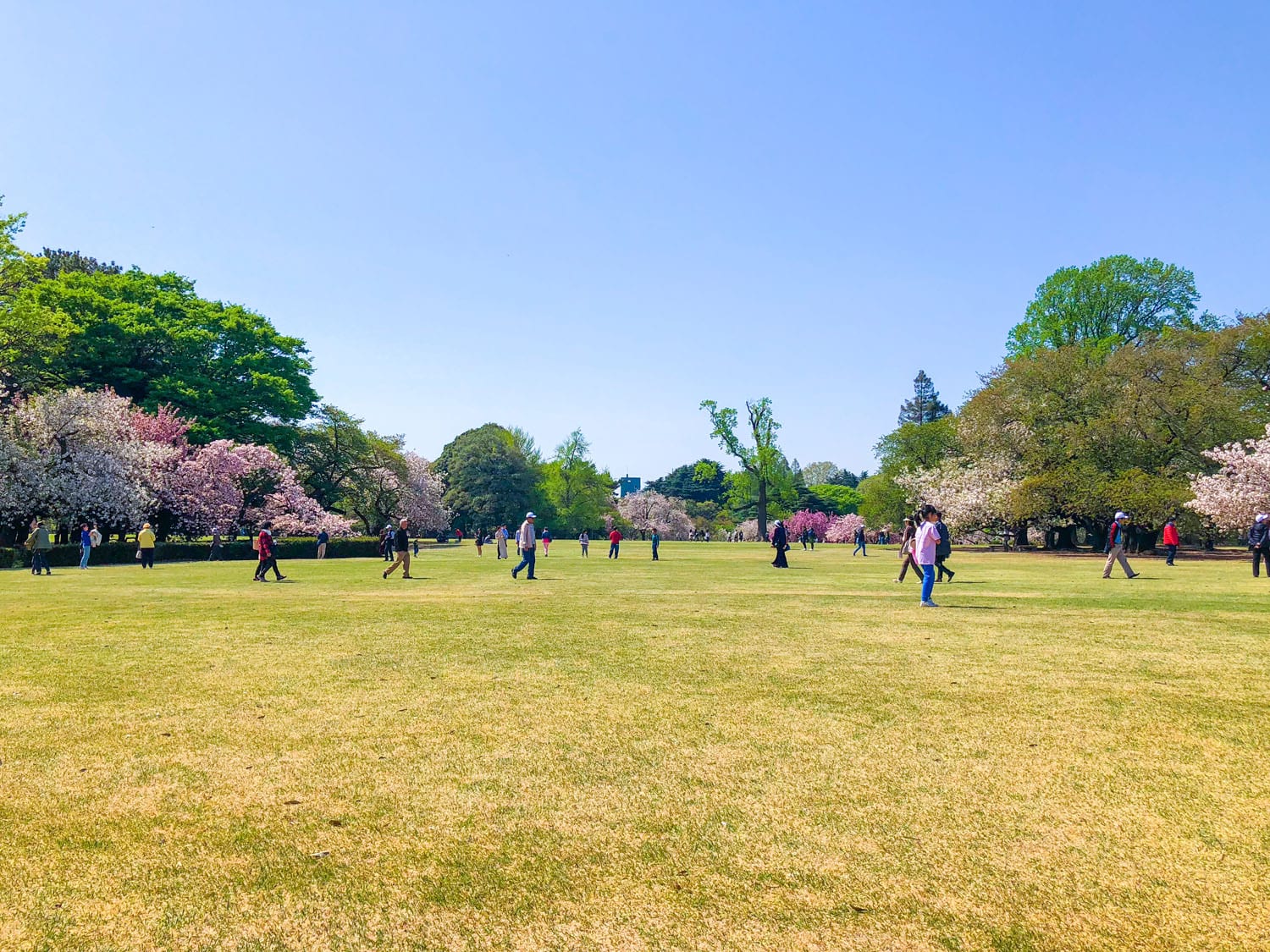 Uncover the Magic of Japan’s Cherry Blossoms: A Hanami Guide to the ...