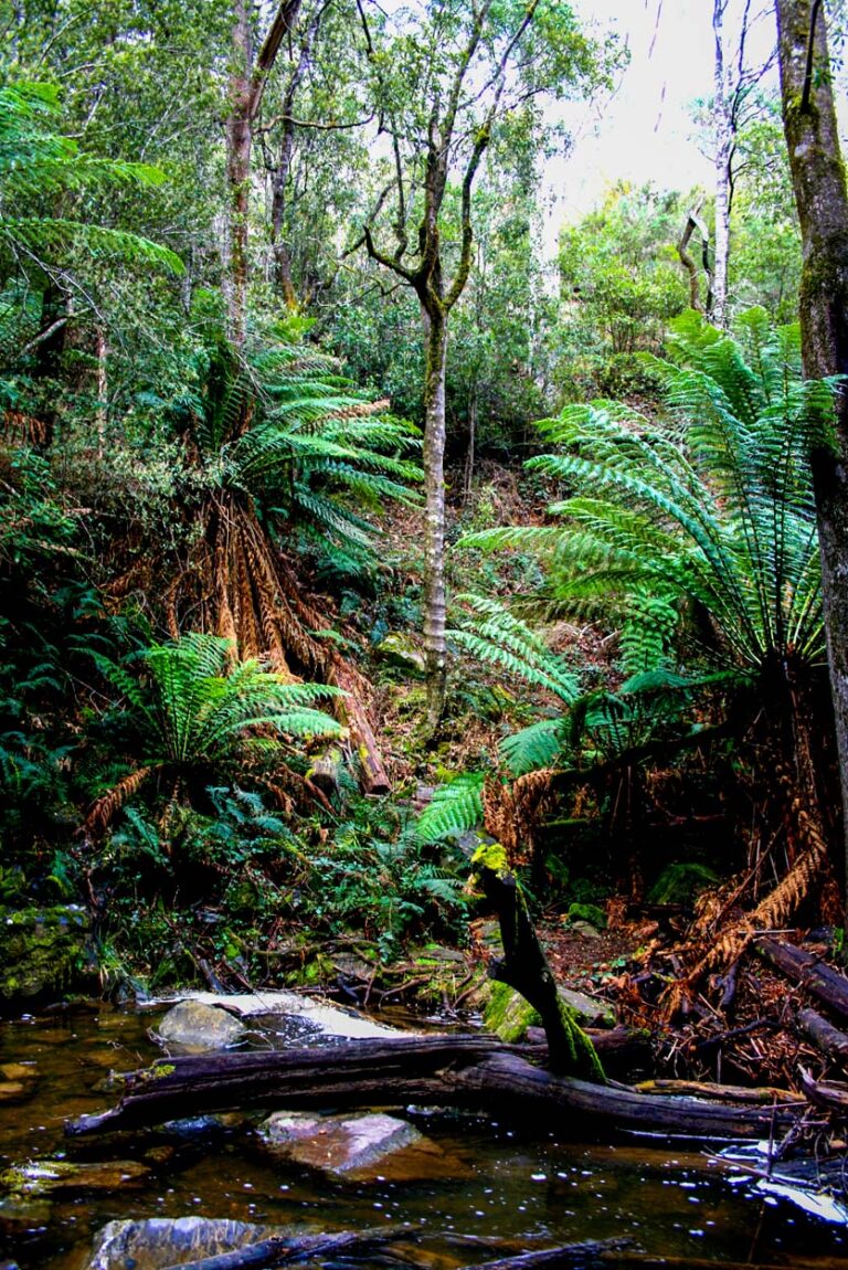 Discover the Best of Tasmania in One Week: Your Ultimate Itinerary ...