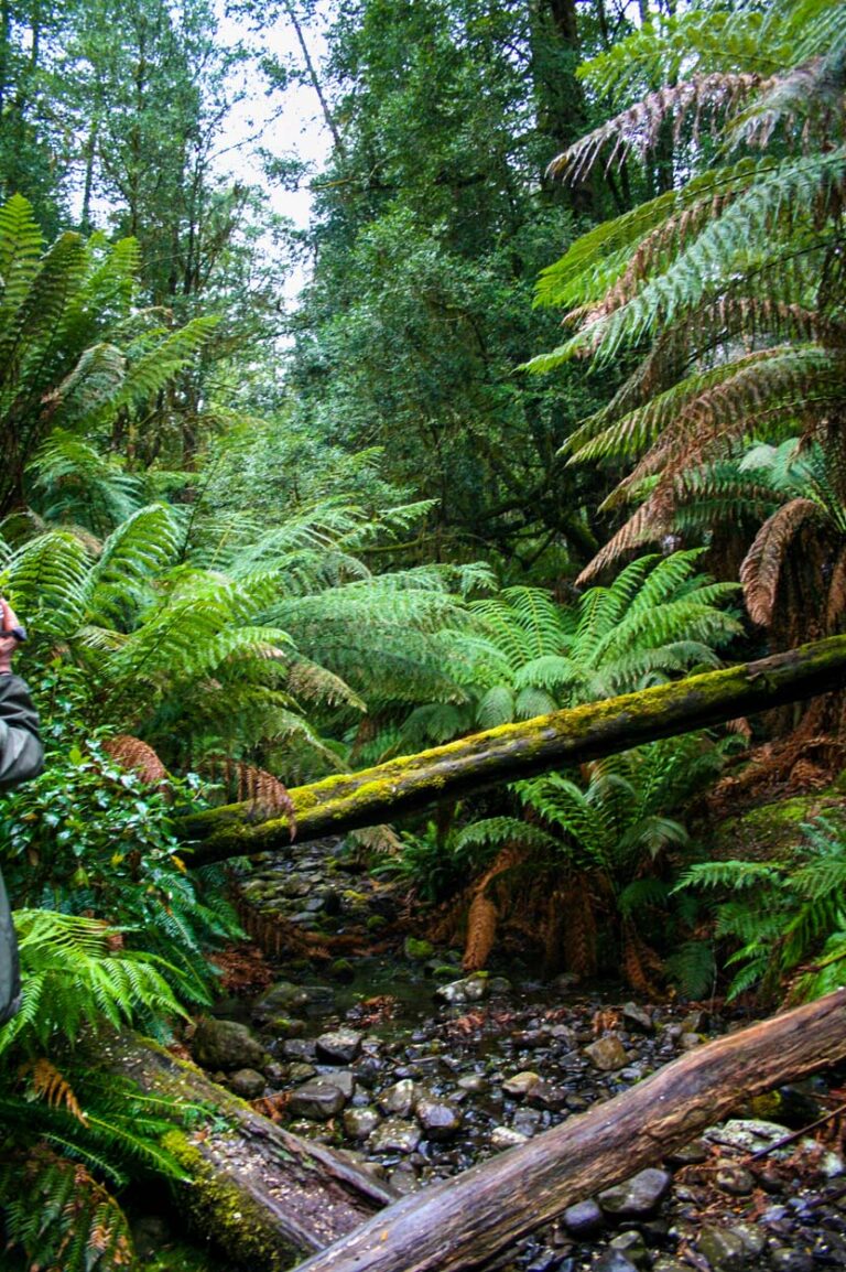 An Exciting Tasmania 1-Week Itinerary for your Next Amazing Trip to ...
