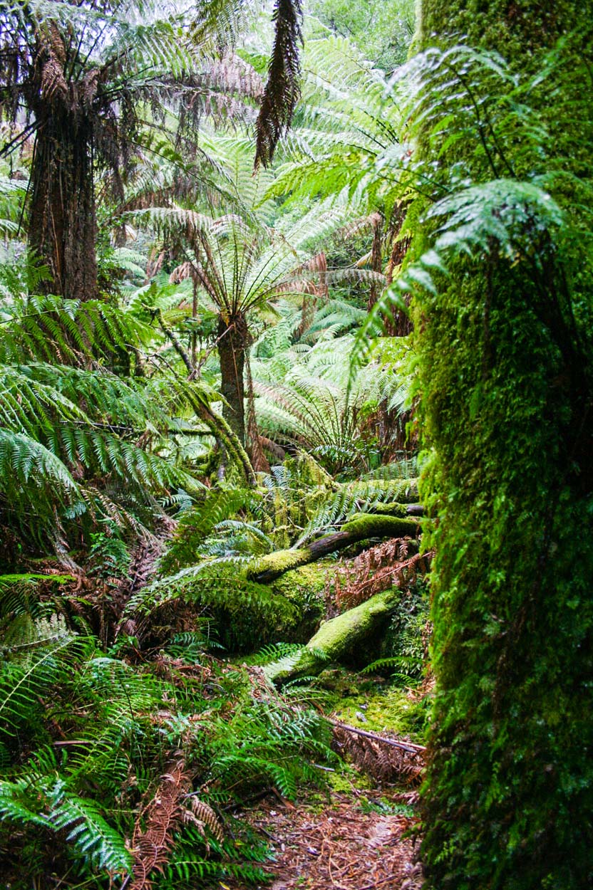 An Exciting Tasmania 1-Week Itinerary for your Next Amazing Trip to ...