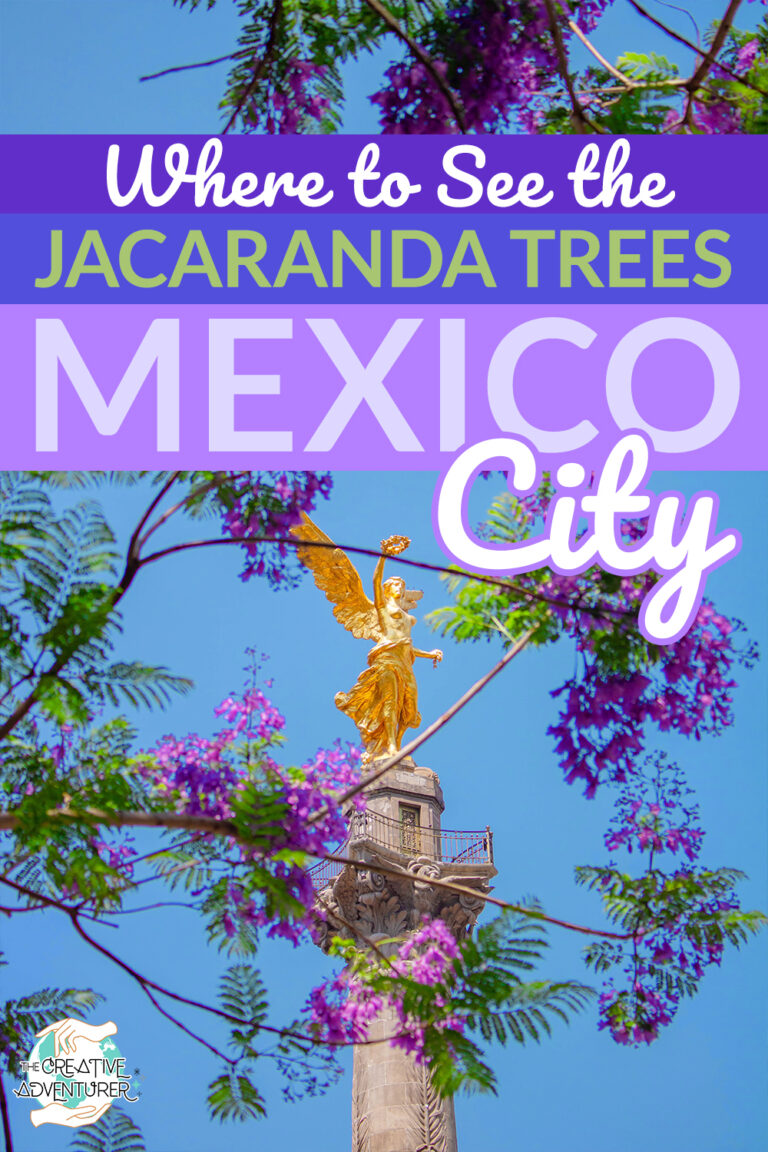 The Ultimate Guide to Seeing the Jacaranda Trees in Mexico City - The ...