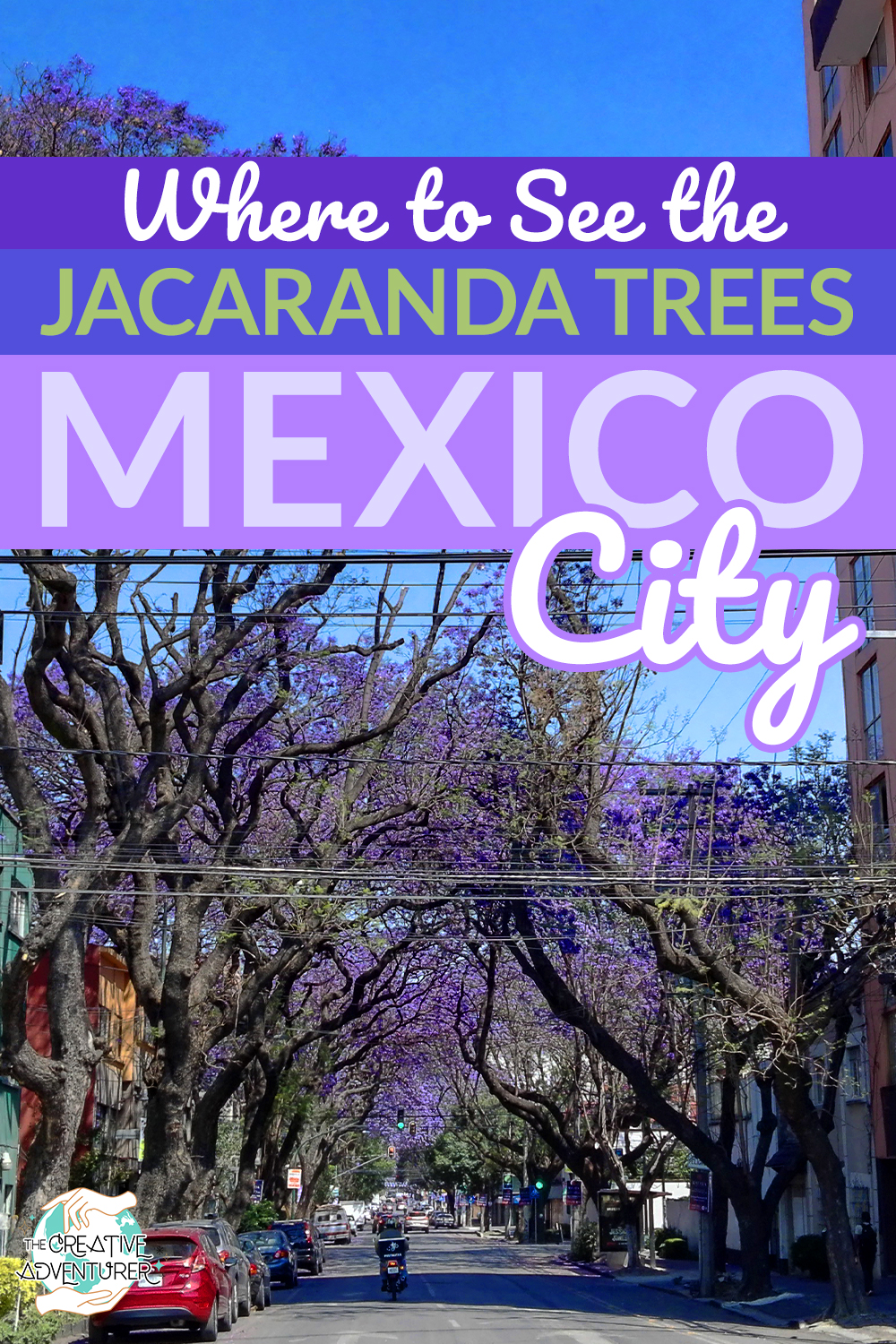 The Ultimate Guide to Seeing the Jacaranda Trees in Mexico City - The ...