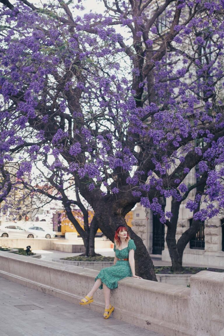 The Ultimate Guide to Seeing the Jacaranda Trees in Mexico City - The ...