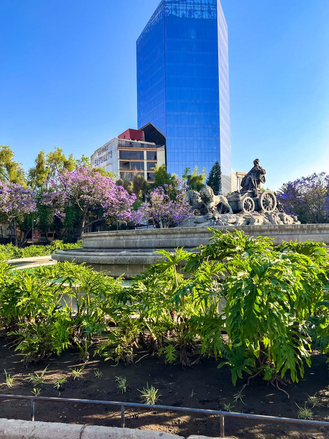 The Ultimate Guide to Seeing the Jacaranda Trees in Mexico City - The ...