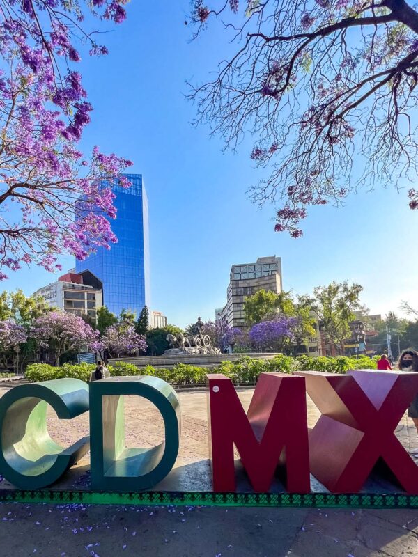 The Ultimate Guide to Seeing the Jacaranda Trees in Mexico City - The ...