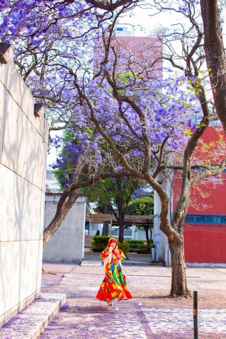 The Ultimate Guide to Seeing the Jacaranda Trees in Mexico City - The ...