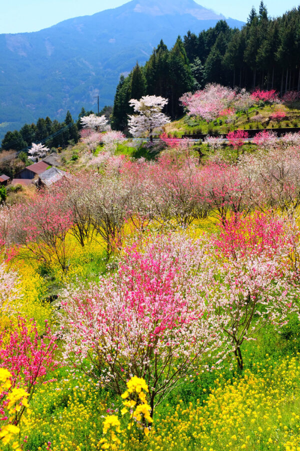 A Complete Guide to the Beauty and Diversity of Japan’s Amazing 72 ...