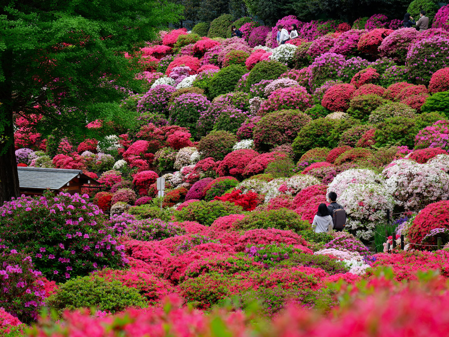 A Complete Guide to the Beauty and Diversity of Japan’s Amazing 72 ...