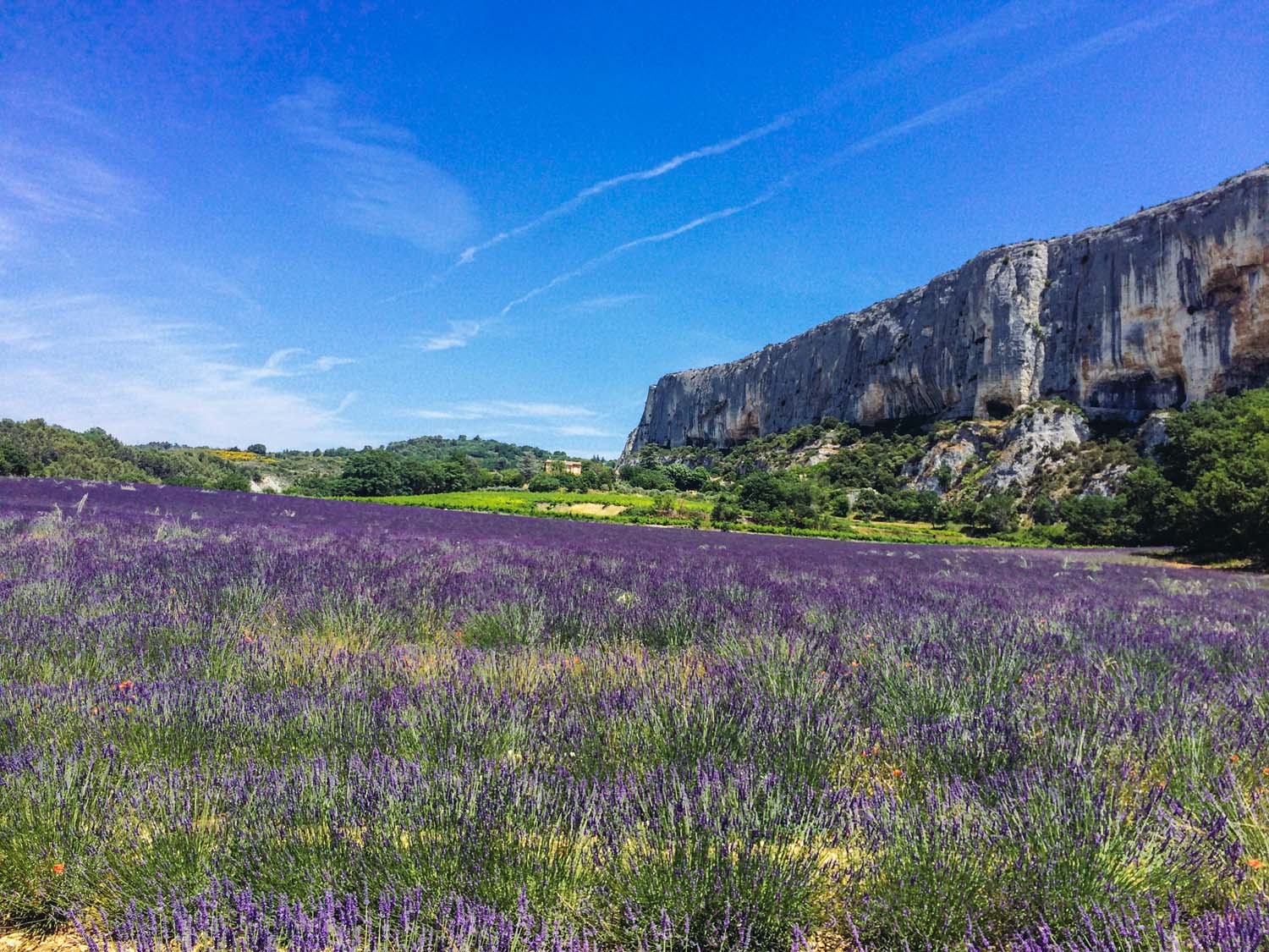 The Ultimate Self-Guided Tour of the Lavender Route in Provence: Pays ...