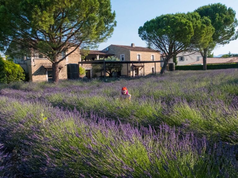 The Ultimate Guide to Exploring the Lavender Routes in Provence: the ...