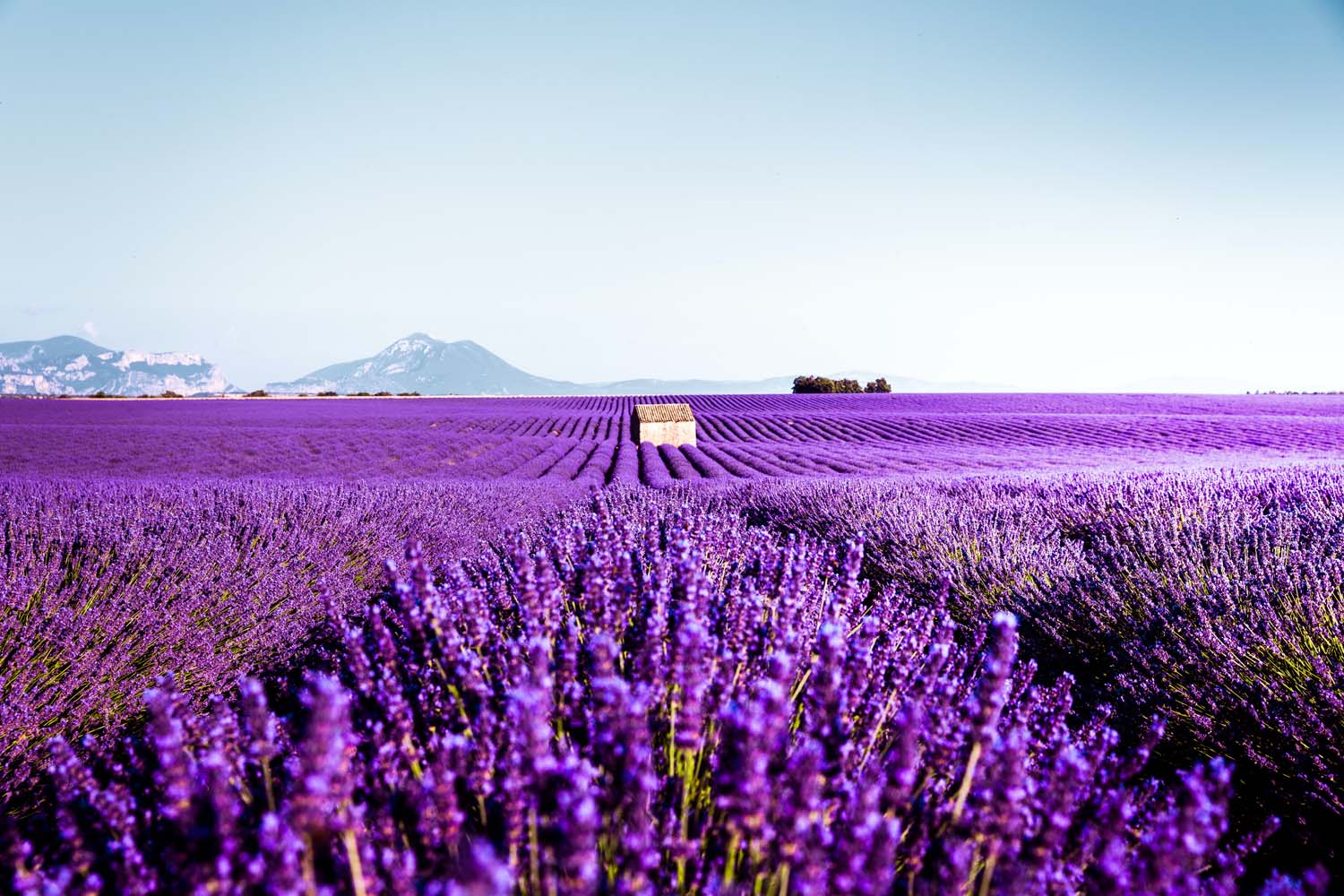 The Ultimate Guide to Exploring the Lavender Route in Provence: the ...