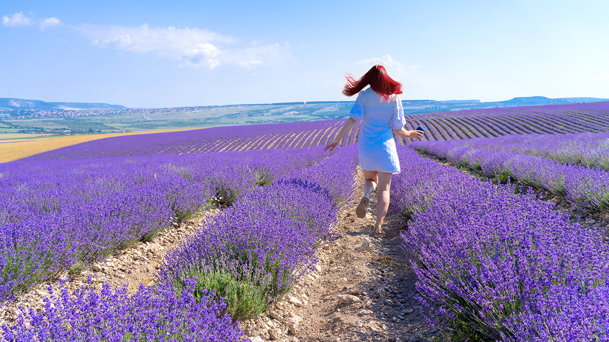 The Ultimate Self-Guided Tour of the Lavender Routes in Provence - The ...