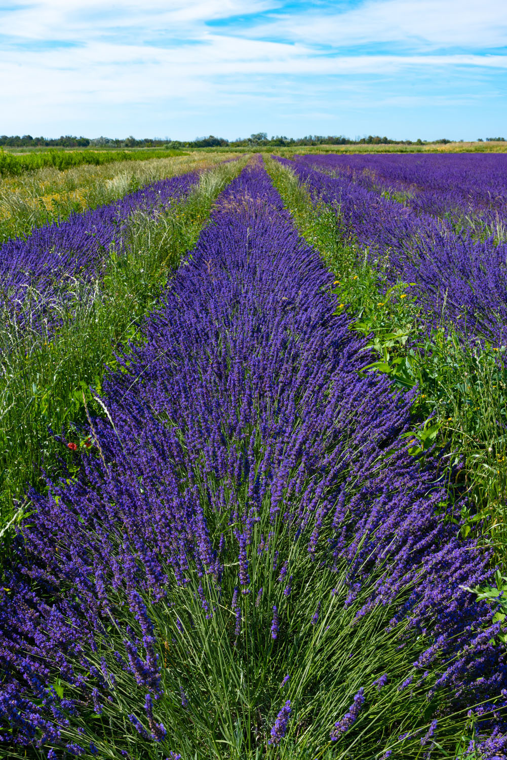 The Ultimate Guide to Exploring the Lavender Routes in Provence: the ...