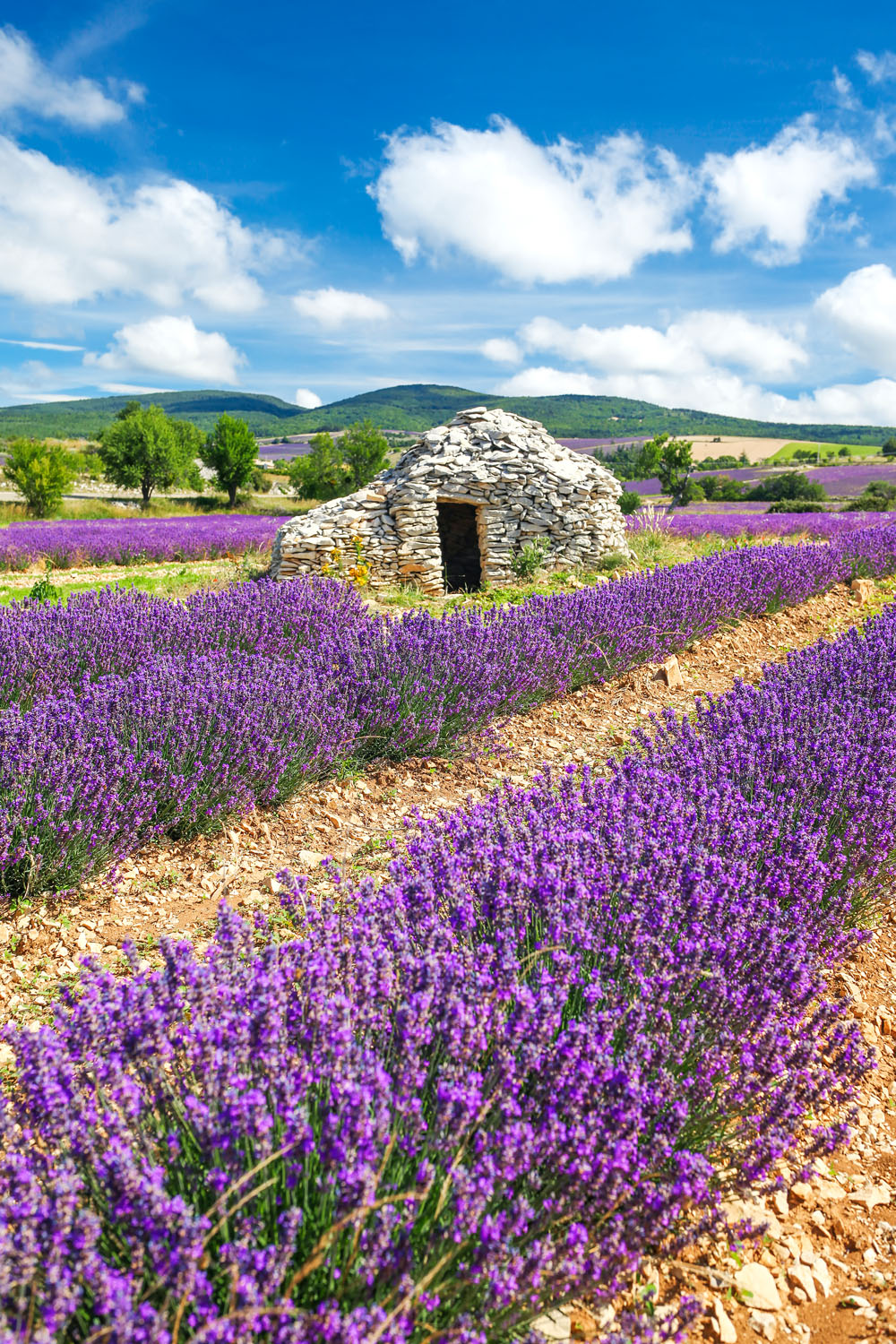 The Ultimate Self-Guided Tour of the Lavender Routes in Provence - The ...