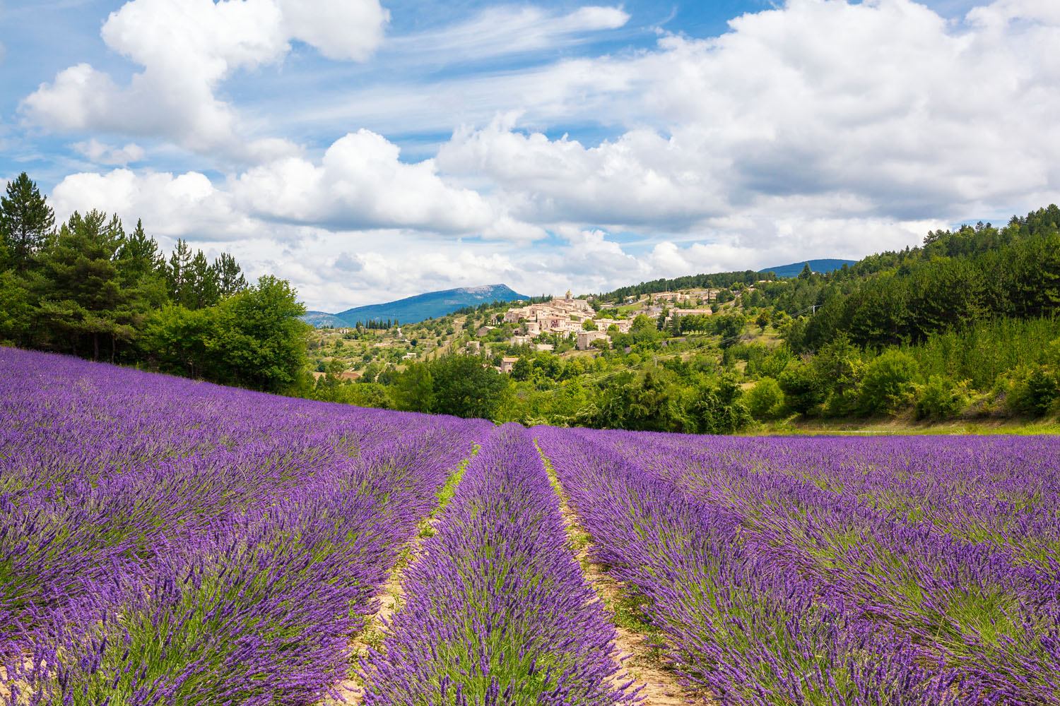 The Ultimate Self-Guided Tour of the Lavender Routes in Provence - The ...